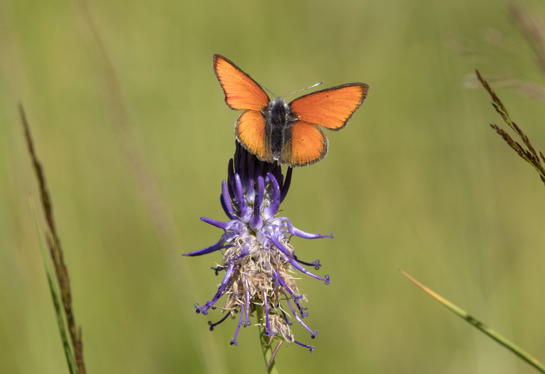 Butterflies and other insects in the Alps