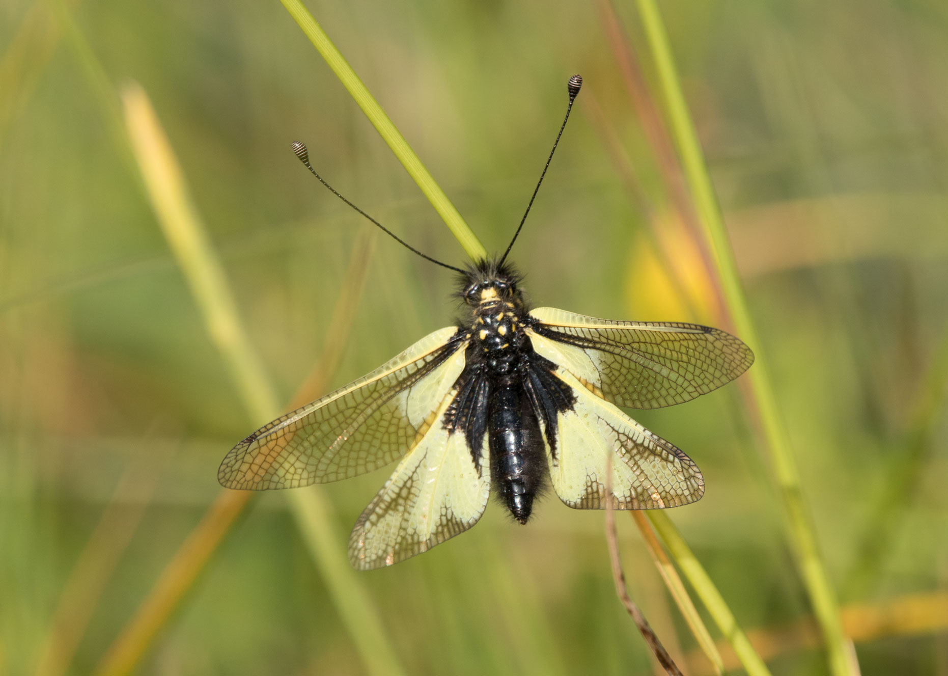 Butterflies and other insects in the Alps